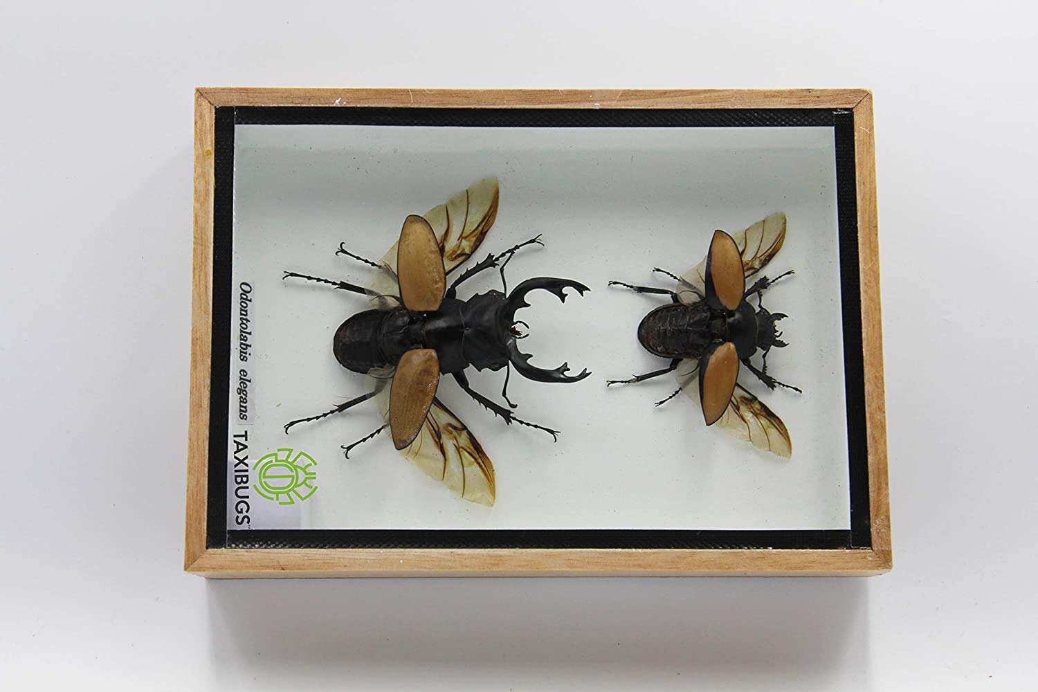 TAXIBUGS Real Beetle Display Taxidermy Odontolabis Elegans Insect Bug Entomology Box Wood Framed (Male & Female) (Wooden Box)