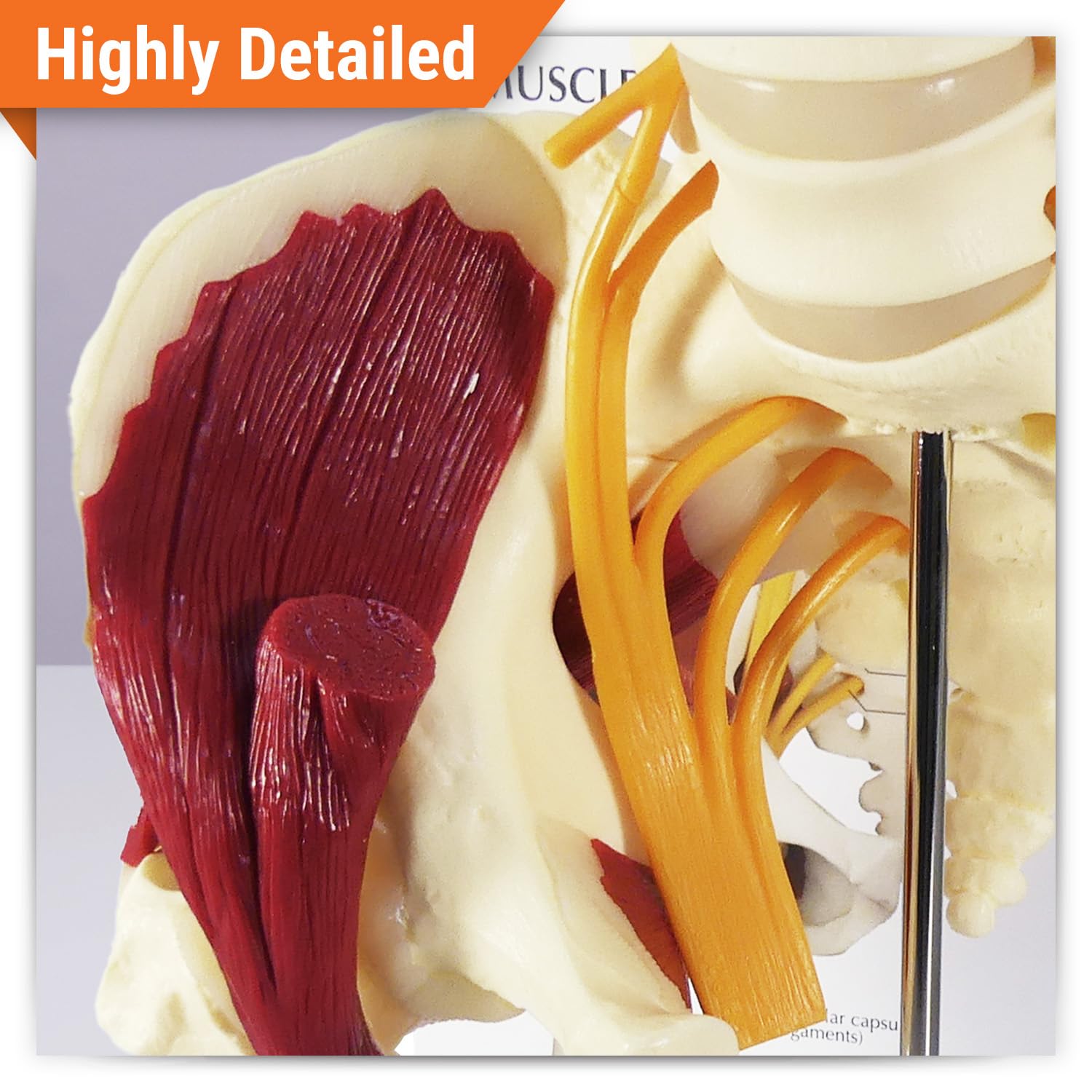 Hip Joint w/Sciatic Nerve Model | Human Body Anatomy Replica of Normal Muscled Hip Joint w/Sciatic Nerve for Doctors Office Educational Tool | GPI Anatomicals