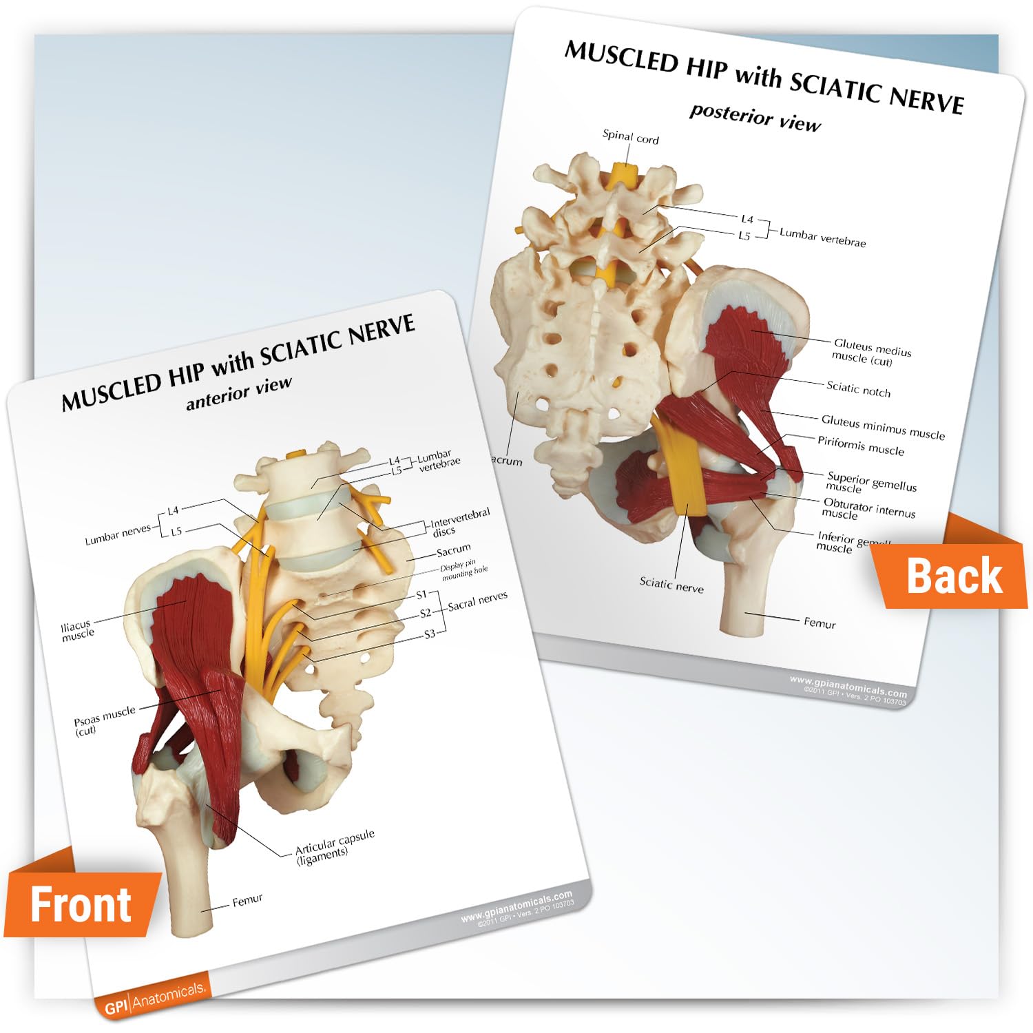 Hip Joint w/Sciatic Nerve Model | Human Body Anatomy Replica of Normal Muscled Hip Joint w/Sciatic Nerve for Doctors Office Educational Tool | GPI Anatomicals