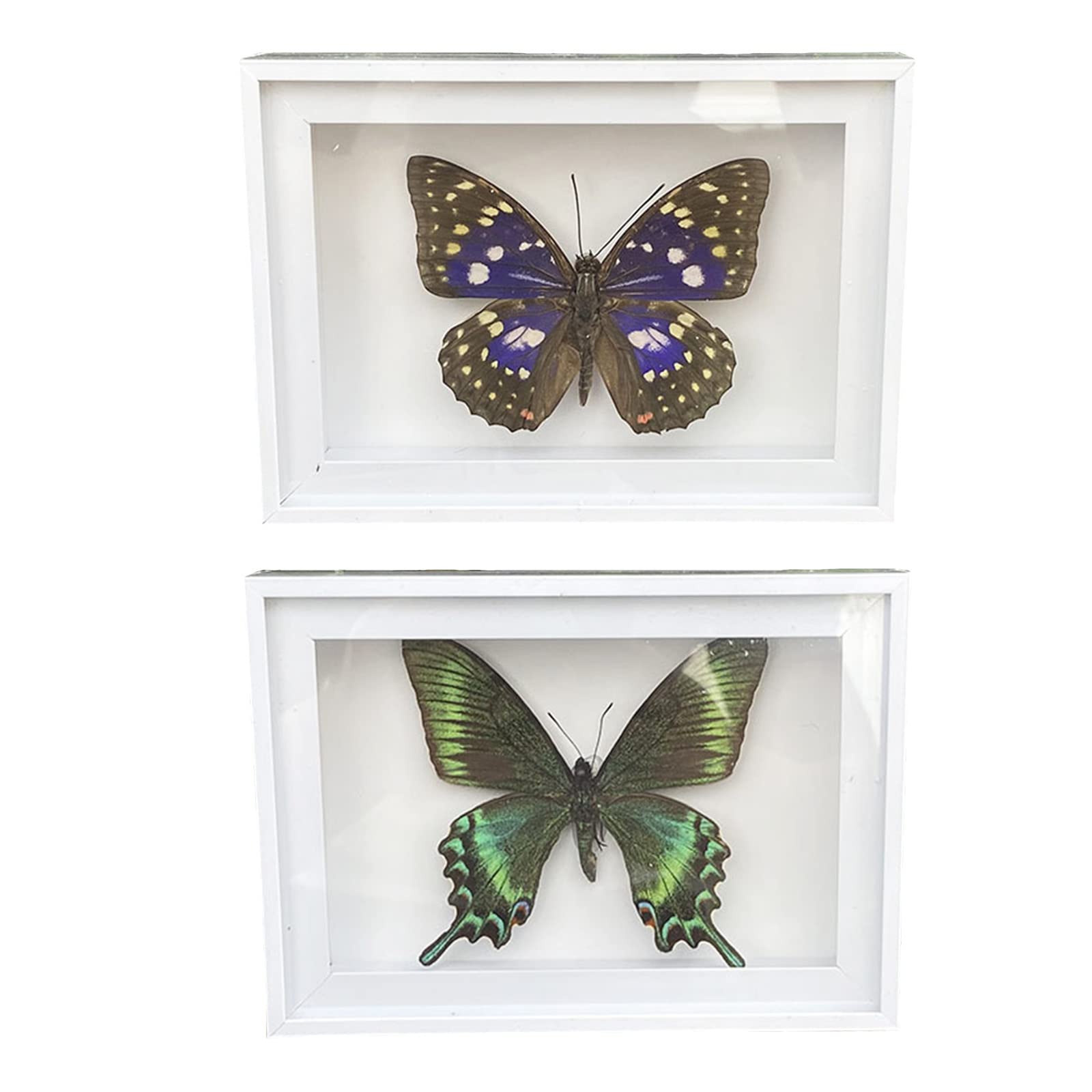CXUEMH 2 Pcs Framed Butterfly Real Butterfly Specimens Taxidermy Butterfly in Frame Insect Collection Home & Office Desktop Decor Craft Gift for Men Women (Color A)