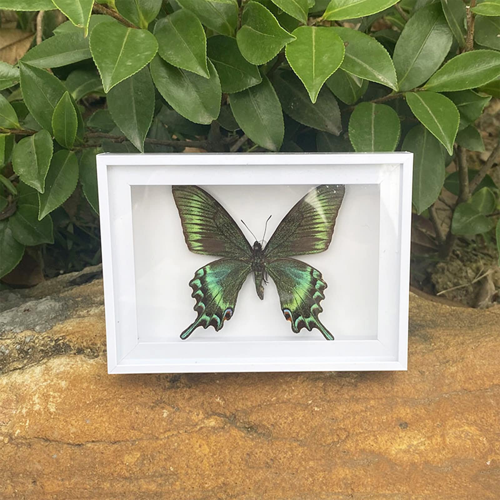 CXUEMH 2 Pcs Framed Butterfly Real Butterfly Specimens Taxidermy Butterfly in Frame Insect Collection Home & Office Desktop Decor Craft Gift for Men Women (Color A)