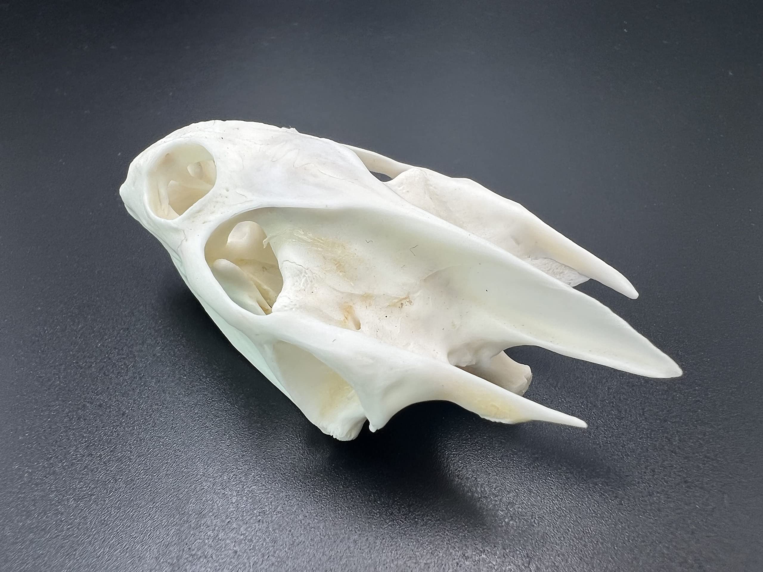 ZCZC Taxidermy Exquisite Collection of Real Animal Skull Bone Specimen, Skull Decoration for Home, Collectibles Study,, Cleaned and Bleached Fox, Mink, Coypu, Cat Skull (Turtle Skull)