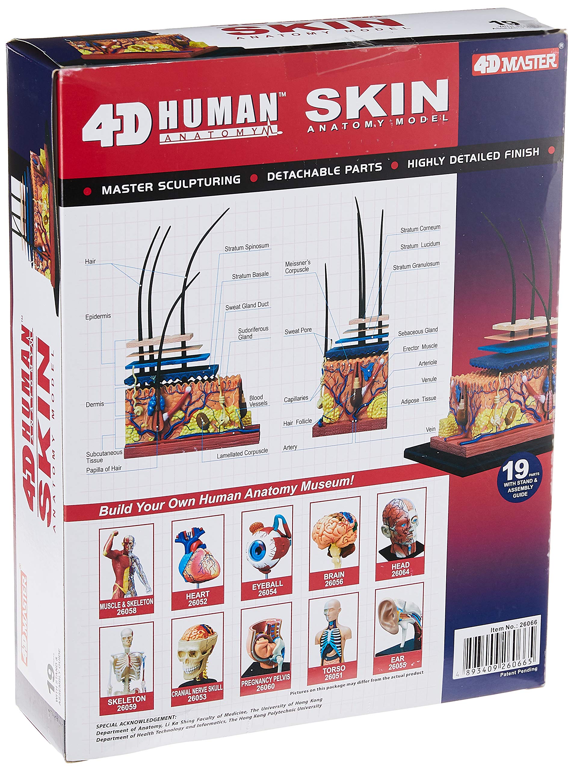 Famemaster 4D-Vision Human Skin Anatomy Model