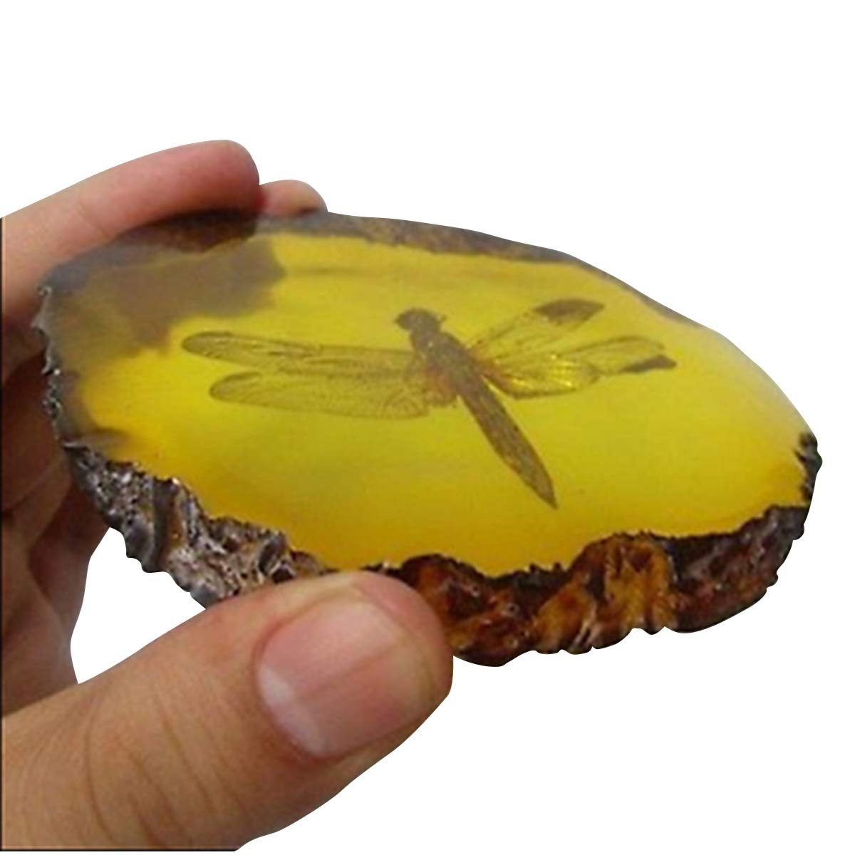 Amber Fossil Insect with Gift Bag and Gift Card,Museum Grade Specimen,Artificial Amber Natural Insect
