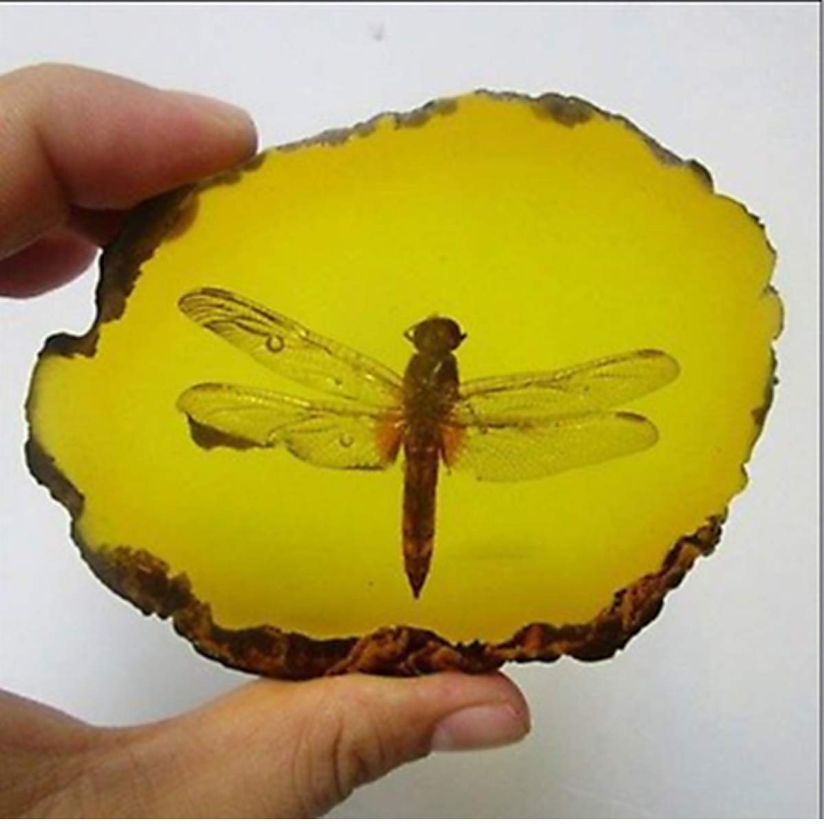 Amber Fossil Insect with Gift Bag and Gift Card,Museum Grade Specimen,Artificial Amber Natural Insect
