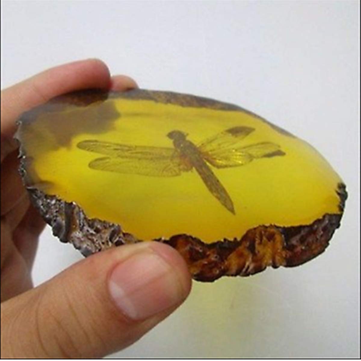 Amber Fossil Insect with Gift Bag and Gift Card,Museum Grade Specimen,Artificial Amber Natural Insect