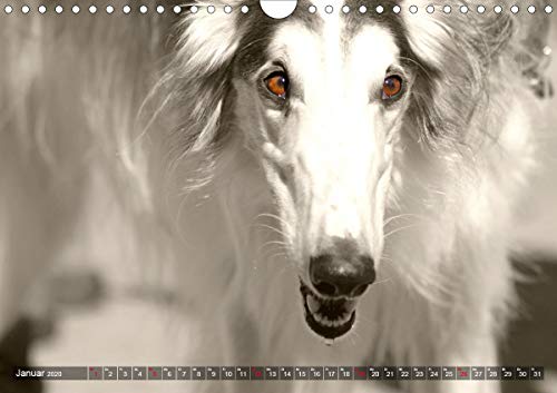 Windhunde eye-catcher (Wandkalender 2020 DIN A4 quer): Sepia-colorierte Fotos vom Galgo Español (Monatskalender, 14 Seiten )