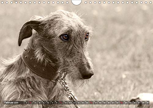 Windhunde eye-catcher (Wandkalender 2020 DIN A4 quer): Sepia-colorierte Fotos vom Galgo Español (Monatskalender, 14 Seiten )