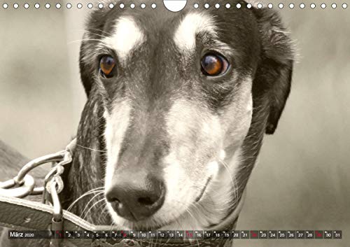 Windhunde eye-catcher (Wandkalender 2020 DIN A4 quer): Sepia-colorierte Fotos vom Galgo Español (Monatskalender, 14 Seiten )