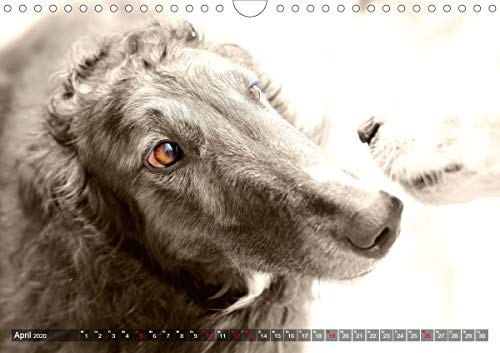 Windhunde eye-catcher (Wandkalender 2020 DIN A4 quer): Sepia-colorierte Fotos vom Galgo Español (Monatskalender, 14 Seiten )