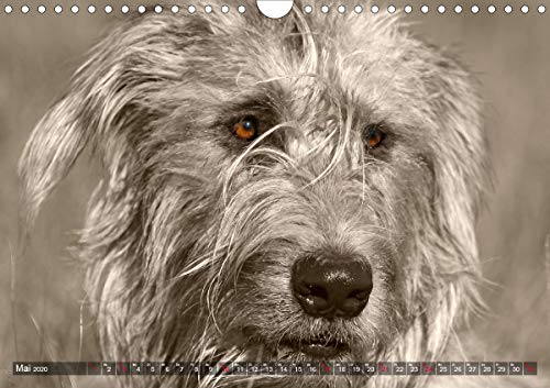 Windhunde eye-catcher (Wandkalender 2020 DIN A4 quer): Sepia-colorierte Fotos vom Galgo Español (Monatskalender, 14 Seiten )