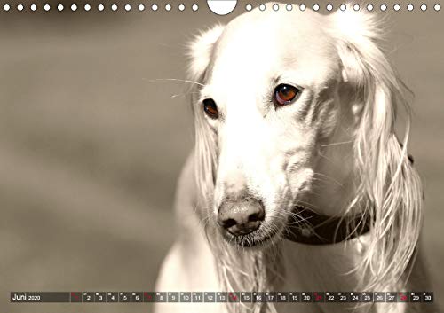 Windhunde eye-catcher (Wandkalender 2020 DIN A4 quer): Sepia-colorierte Fotos vom Galgo Español (Monatskalender, 14 Seiten )
