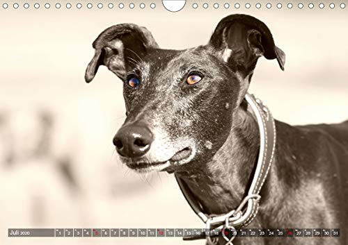 Windhunde eye-catcher (Wandkalender 2020 DIN A4 quer): Sepia-colorierte Fotos vom Galgo Español (Monatskalender, 14 Seiten )