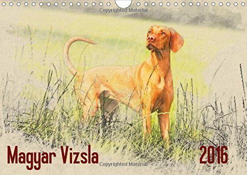 Magyar Vizsla 2016 / UK-Version: Hungarian Pointers (Magyar Vizsla) in Artful Watercolor Style. Each Monthly Motive is a Work of Art. (Calvendo Animals) by Andrea Redecker (2015-02-21)