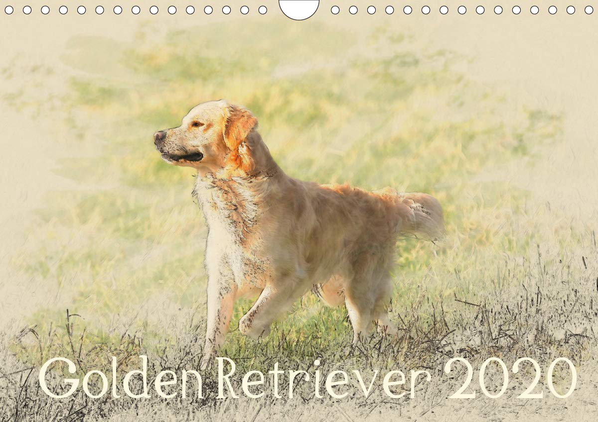 Golden Retriever 2020 (Wandkalender 2020 DIN A4 quer): Golden Retriever im kunstvollen Aquarell-Stil. Jedes Monatsmotiv gleicht einem kleinen Kunstwerk (Monatskalender, 14 Seiten )