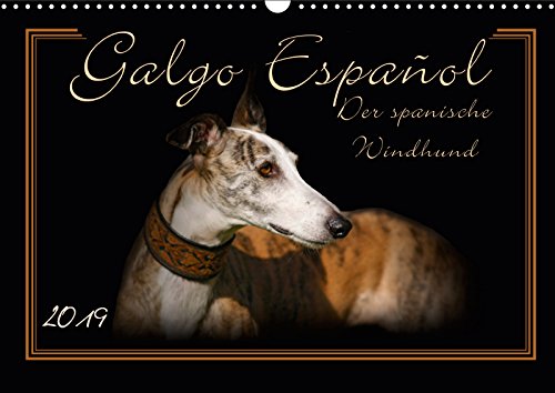 Galgo Español 2019- Der spanische Windhund (Wandkalender 2019 DIN A3 quer): Liebevoll ausgesuchte Portraits der Windhundrasse (Monatskalender, 14 Seiten )