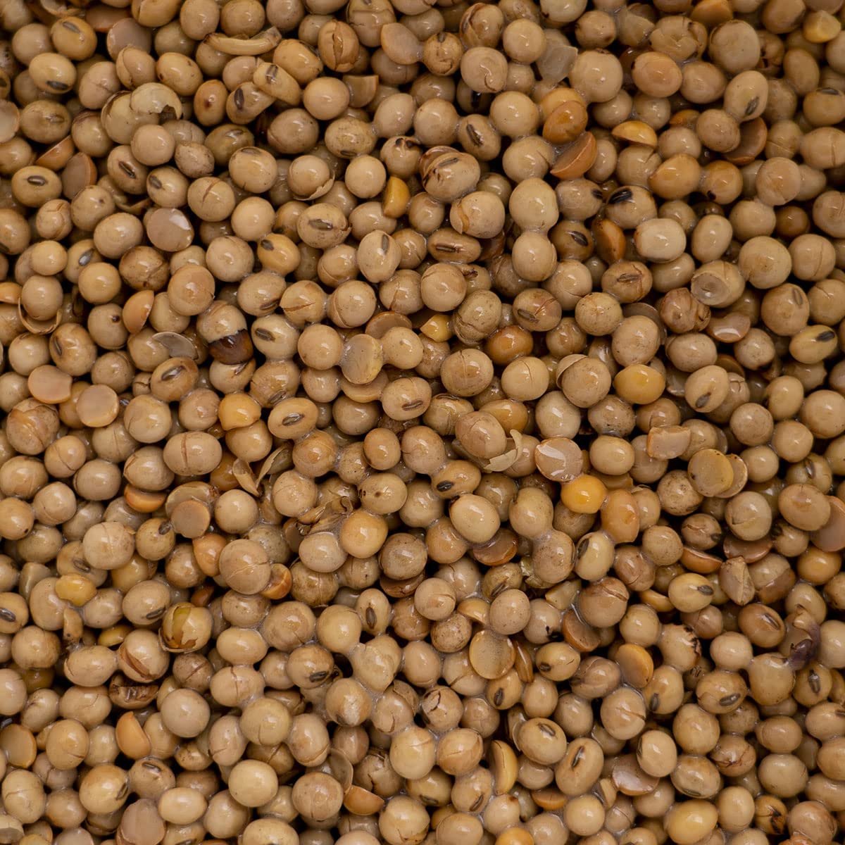 Backwoods Attraction Flamekissed Soybeans - Wildlife Attractant - 50 Pound Bag