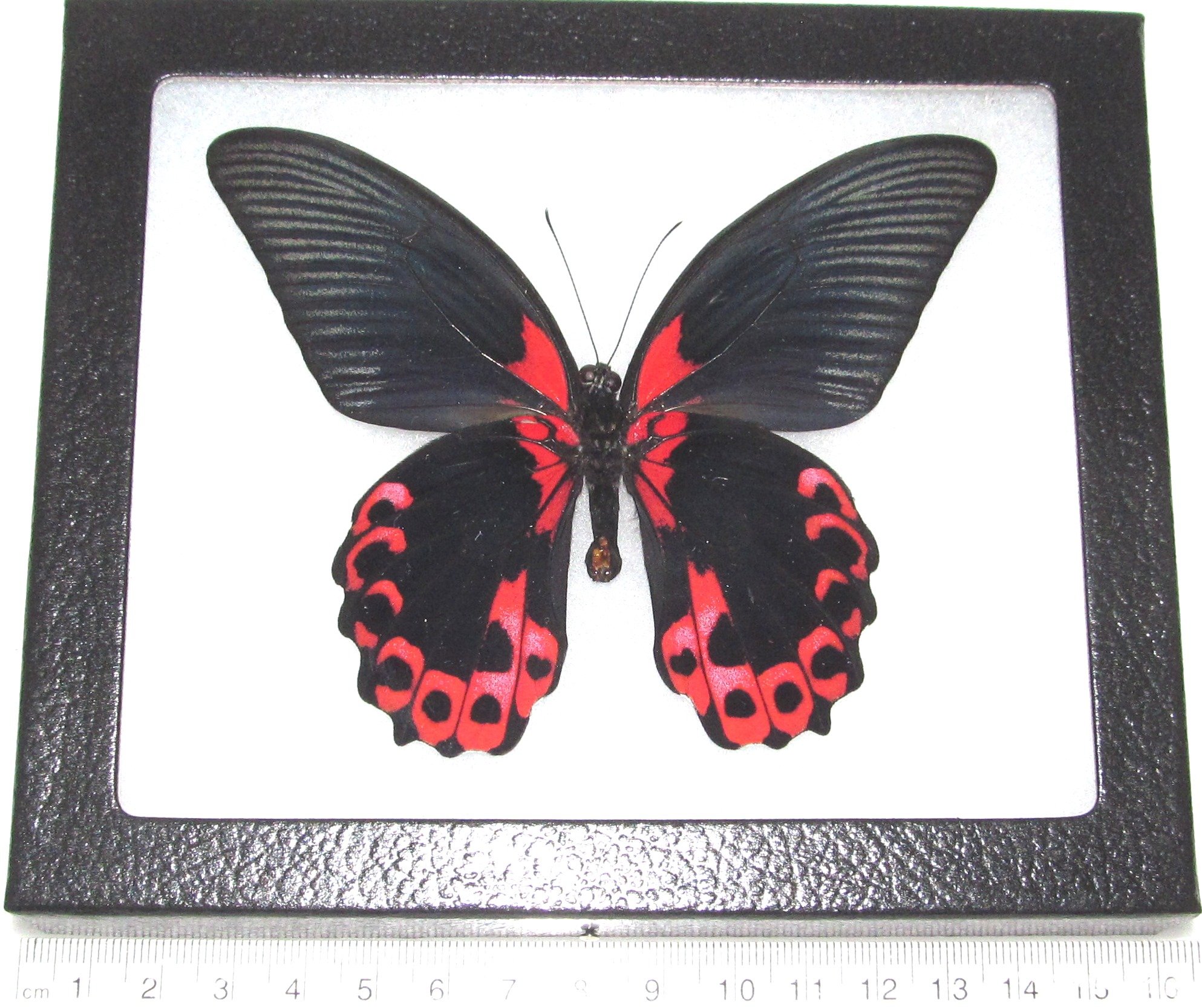 BicBugs Papilio rumanzovia Verso Real Framed Butterfly Pink RED