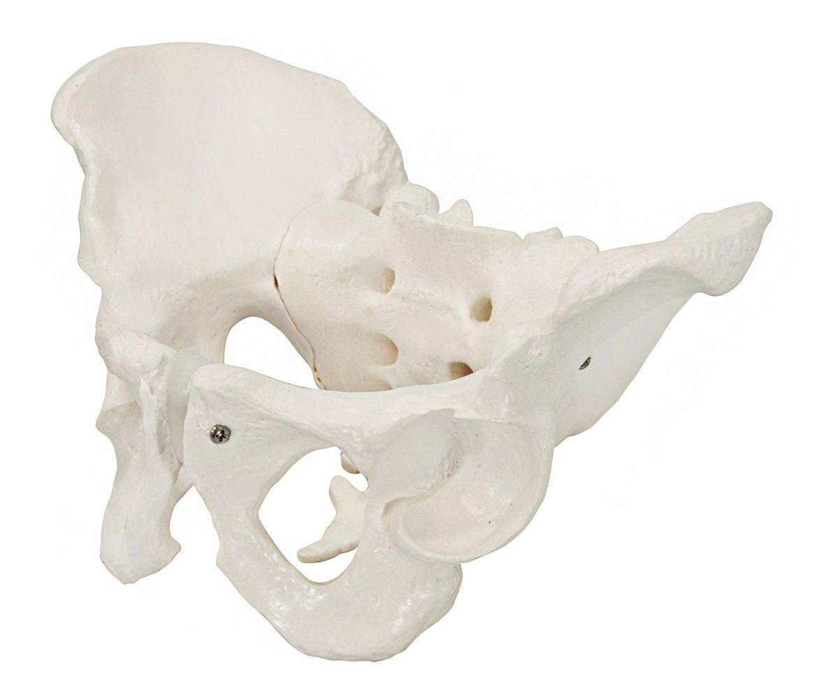 Axis Scientific Male Pelvis Model, Life Size Pelvic Human Anatomy Features Hip, Sacrum, and Coccyx, Includes Detailed Manual