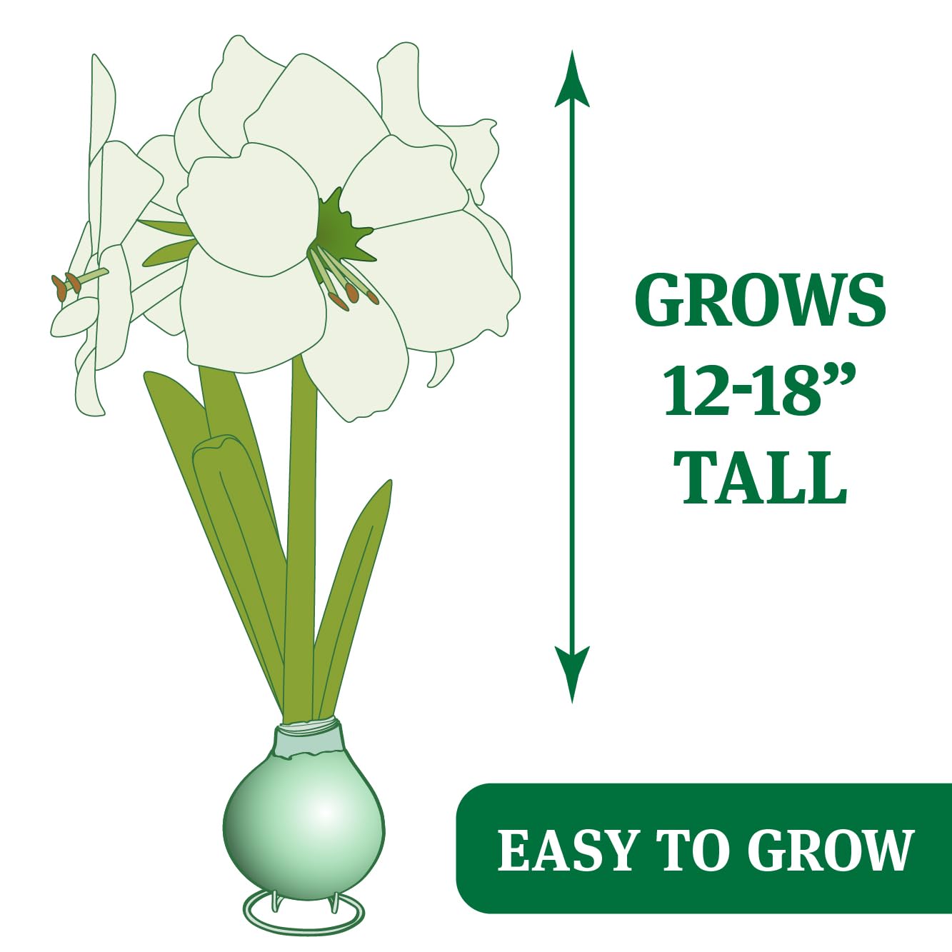 Red Picasso Intokazi Waxed Amaryllis Flower Bulb with Stand, No Water Needed