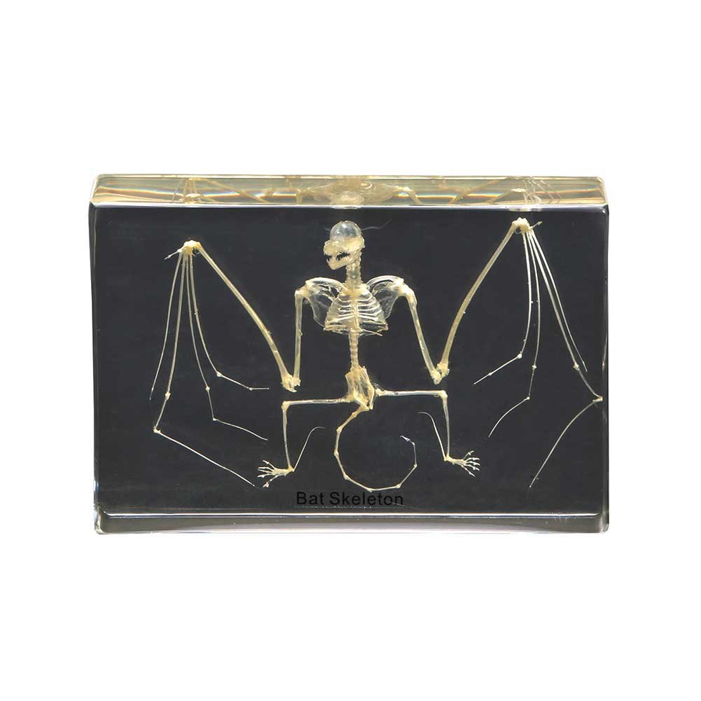 REALBUG Bat Skeleton Specimen