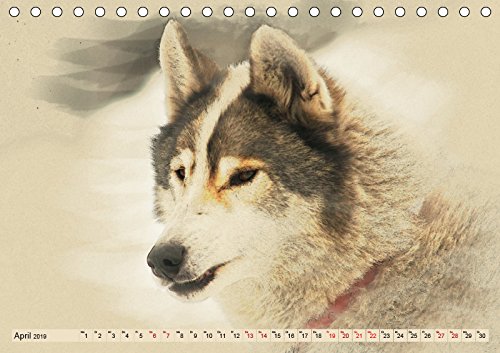 Schlittenhunde 2019 (Tischkalender 2019 DIN A5 quer): Der Kalender ist im kunstvollen Aquarell-Stil gehalten, so dass jedes einzelne Bild einem kleinen Kunstwerk gleicht. (Monatskalender, 14 Seiten )