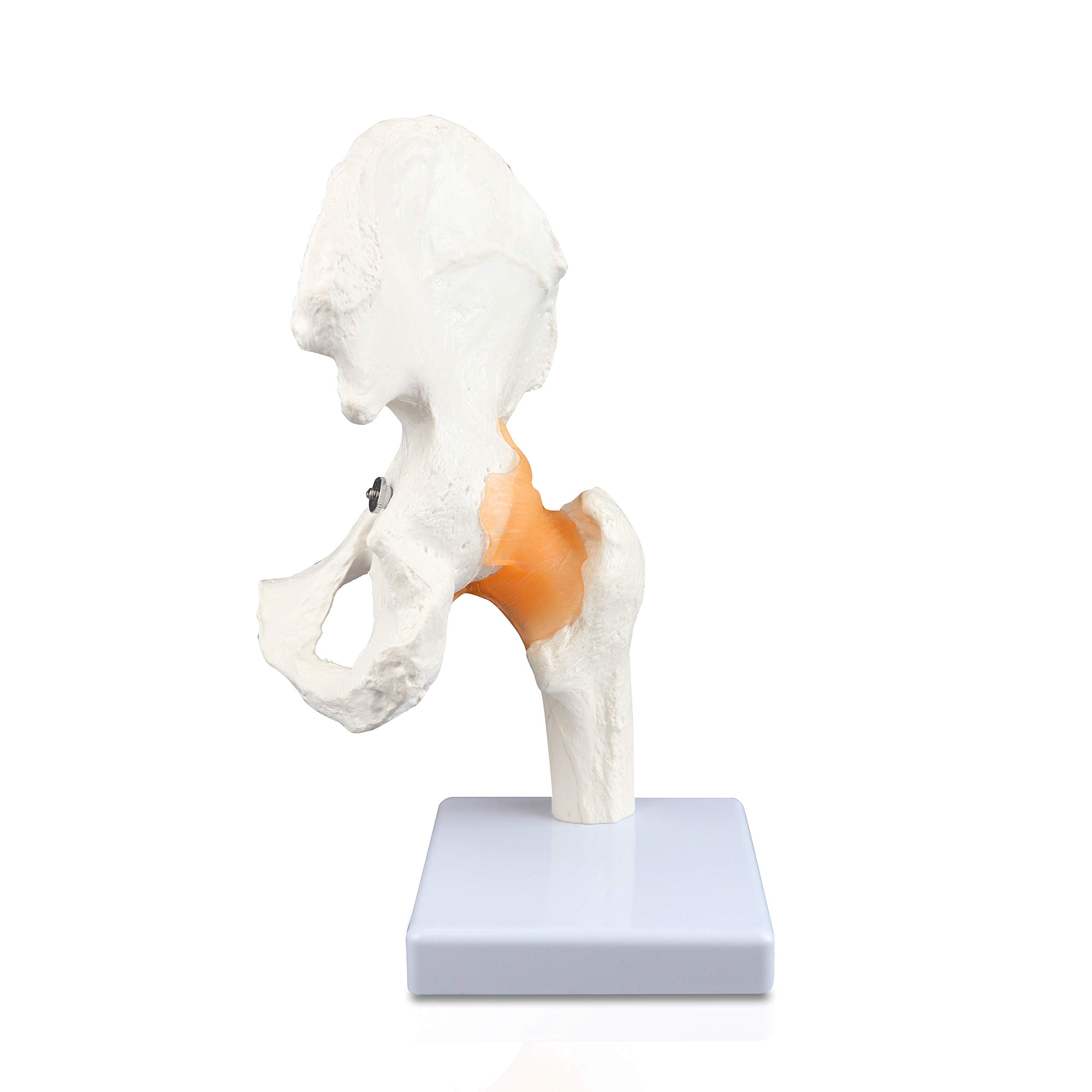 Vision Scientific VAJ233 Classic Functional Hip Joint Model, Articulates with Life-Like Flexible Ligaments, Features Femur, Hip Bone & Surrounding Ligaments