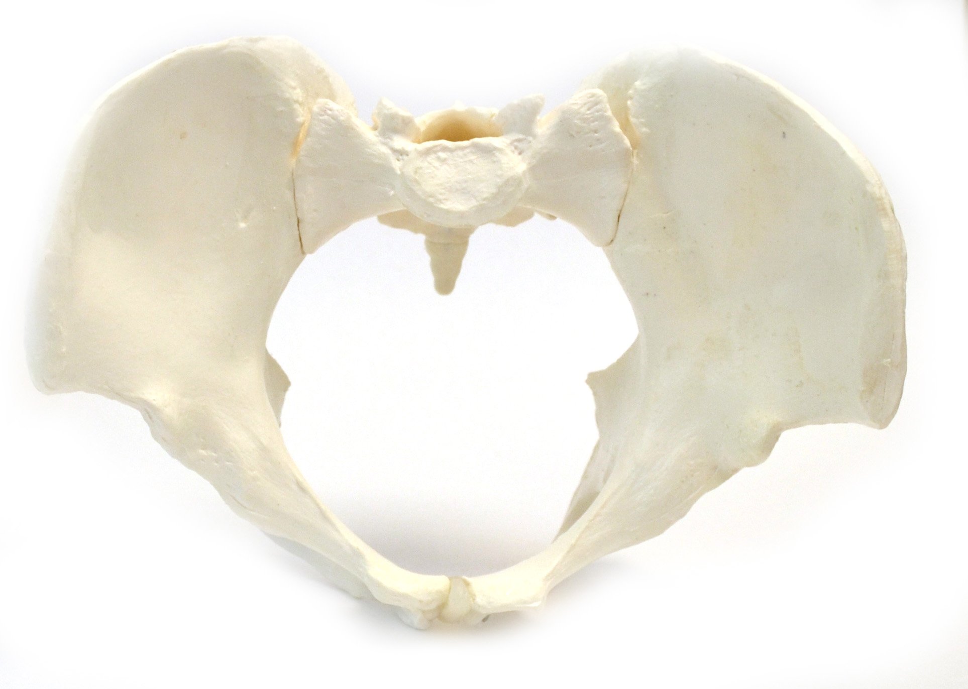 Female Pelvic Skeleton Anatomical Model, Medical Quality, Life Sized (10" x 10" x 6" Approx.)