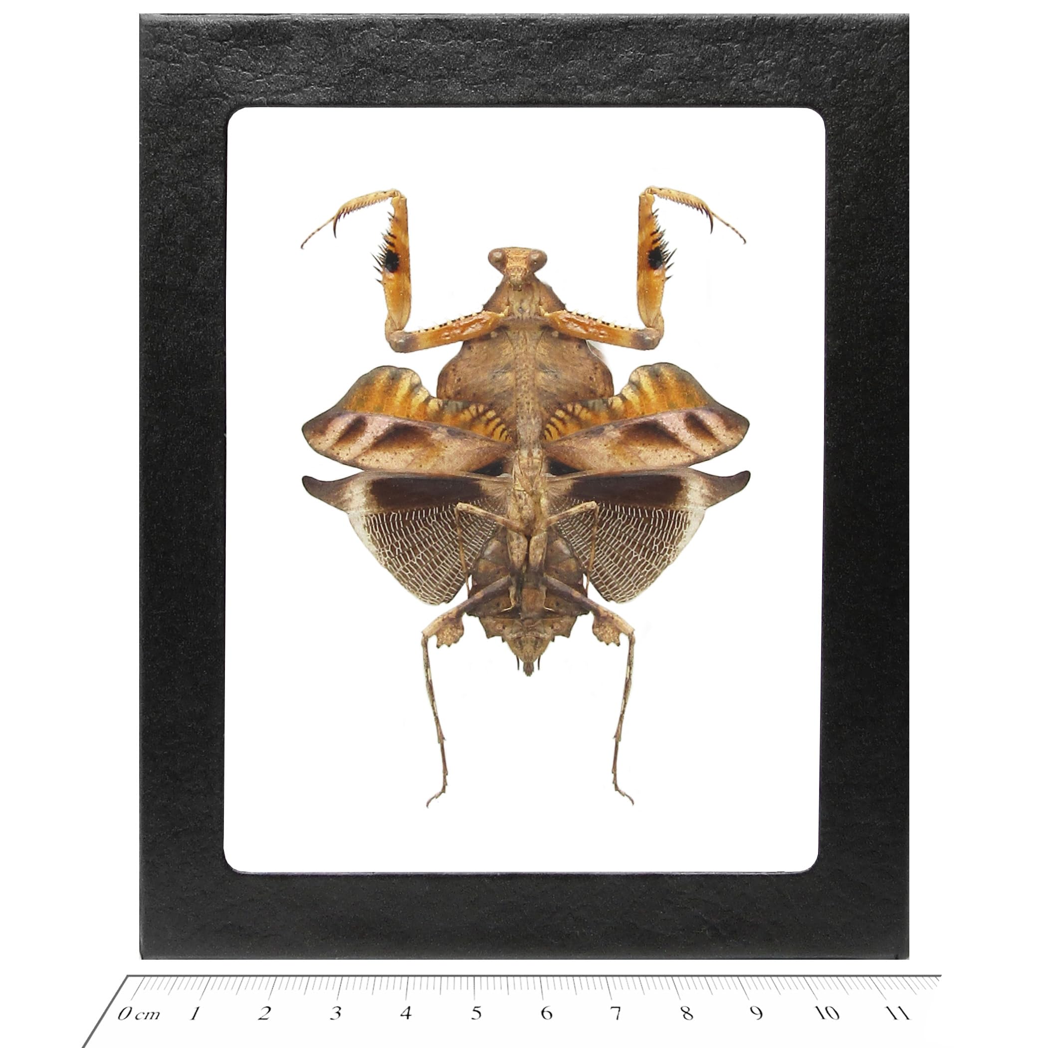 BicBugs Deroplatys lobata Female Real Framed Praying Mantis Dead Leaf