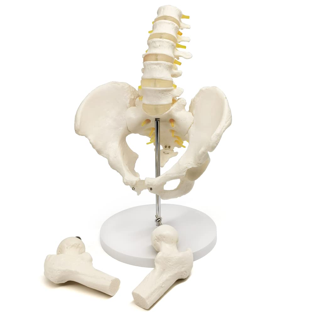 Evotech Male Pelvis Model with 5 Lumbar Spine, W/Removable Femur Head, Life Size Anatomy Medical Model for Science Education, Medical Demonstration Tool