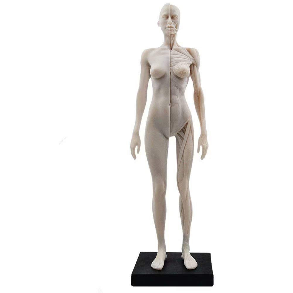 Global-Dental 1 Pcs 11 Inch Female Human Anatomical Model Art Anatomical Figure White Color