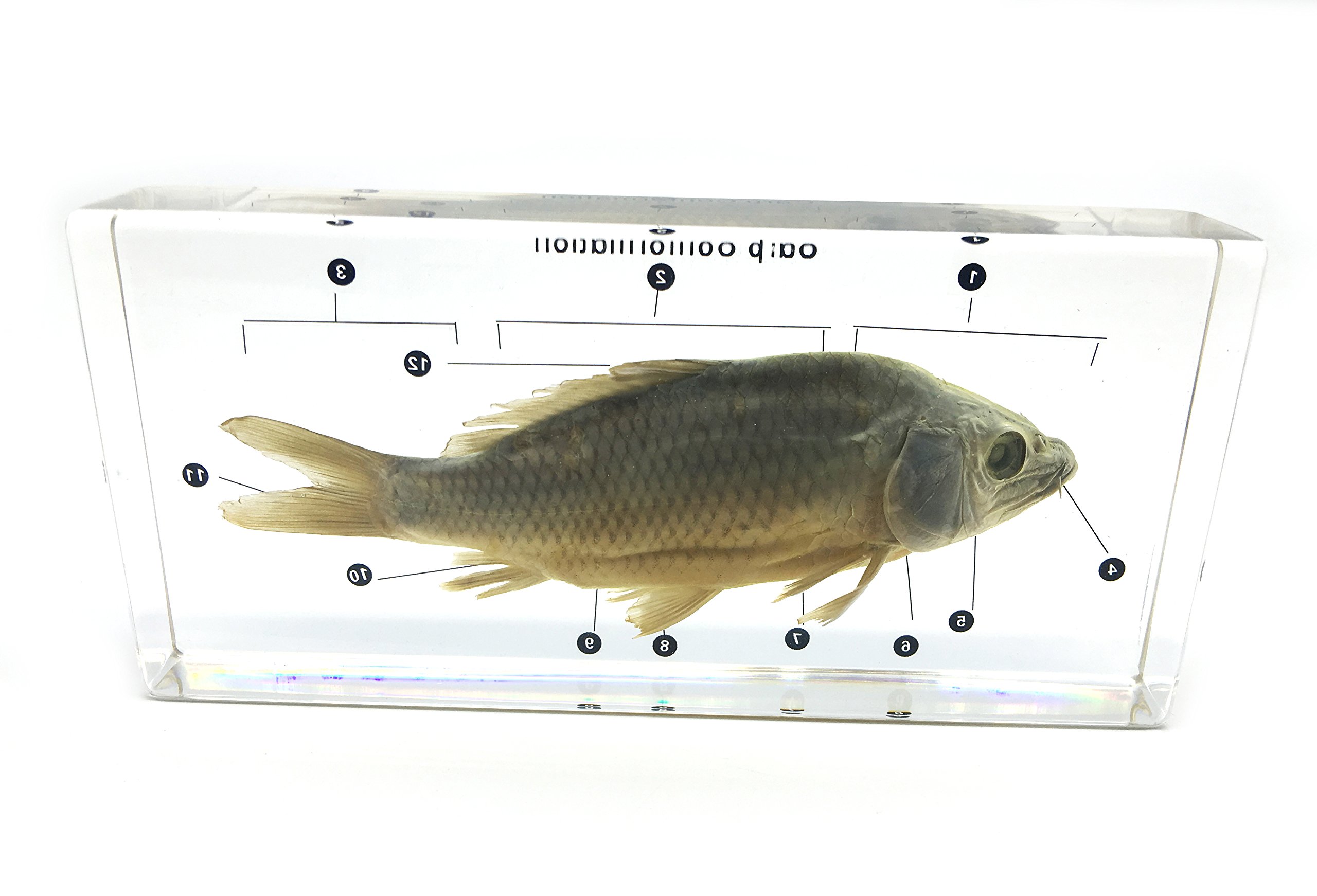 Fish Carp Conformation Specimen in Acrylic Block Paperweights Science Classroom Specimens for Science Education