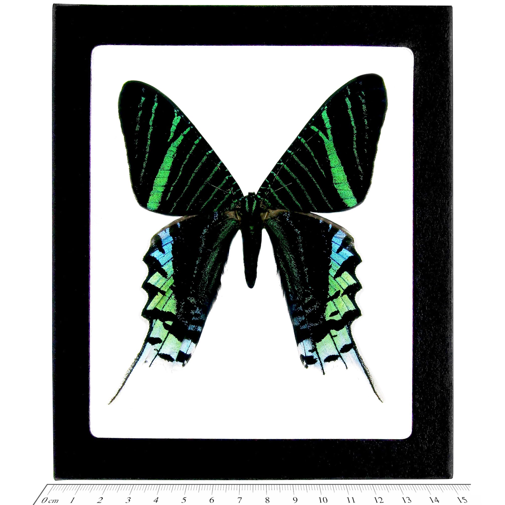 BicBugs Urania leilus Real Framed Day Flying Moth Green Blue Peru South American Sunset Moth