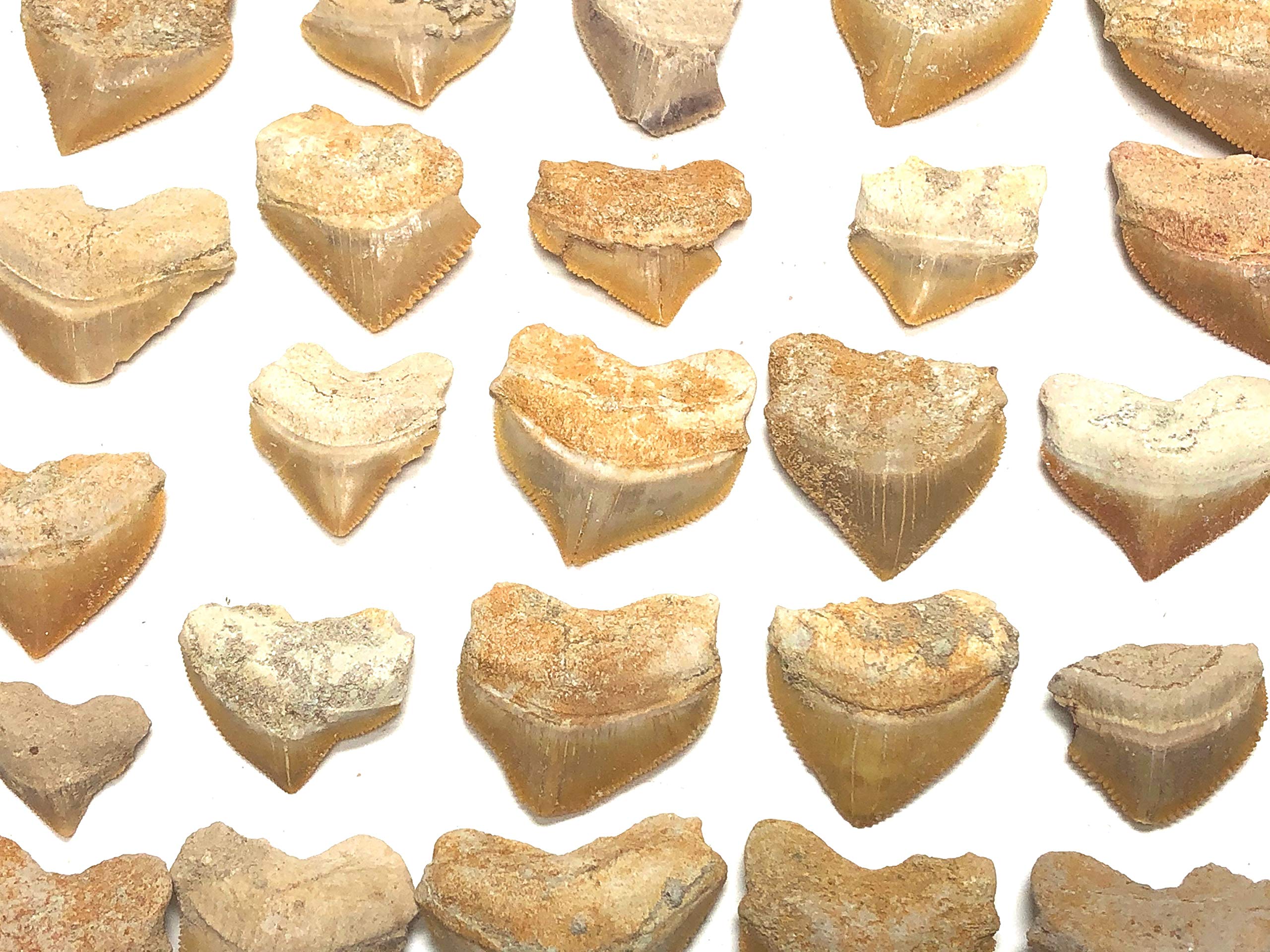 Zentron Crystal Collection Corax Shark Teeth Squalicorax Fossil Tooth 1" (10)