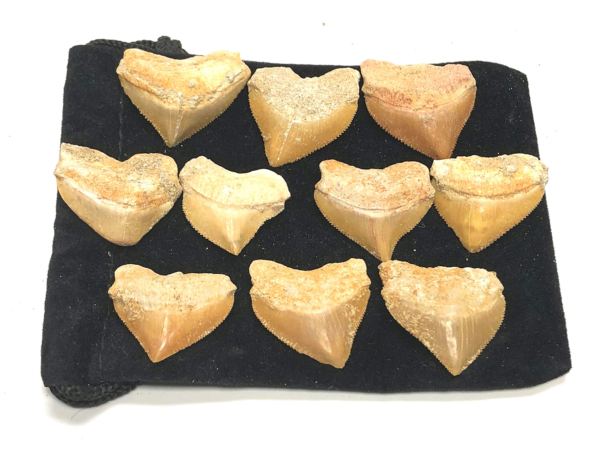 Zentron Crystal Collection Corax Shark Teeth Squalicorax Fossil Tooth 1" (10)