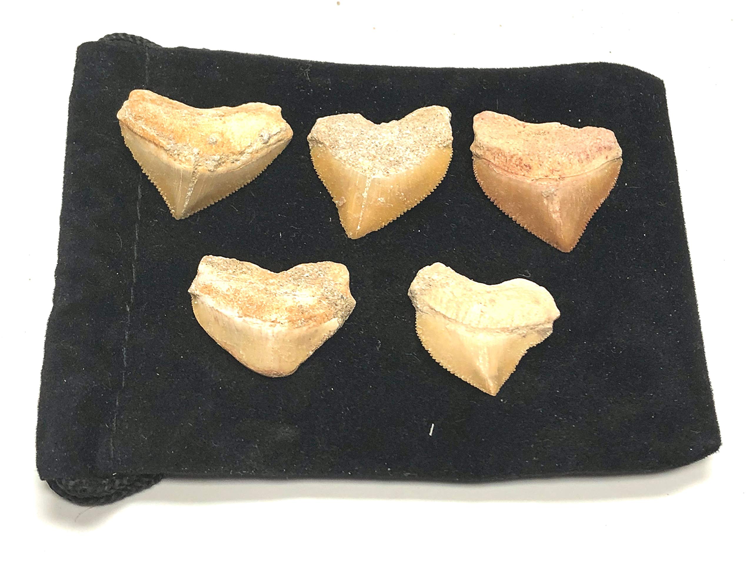 Zentron Crystal Collection Corax Shark Teeth Squalicorax Fossil Tooth 1" (10)