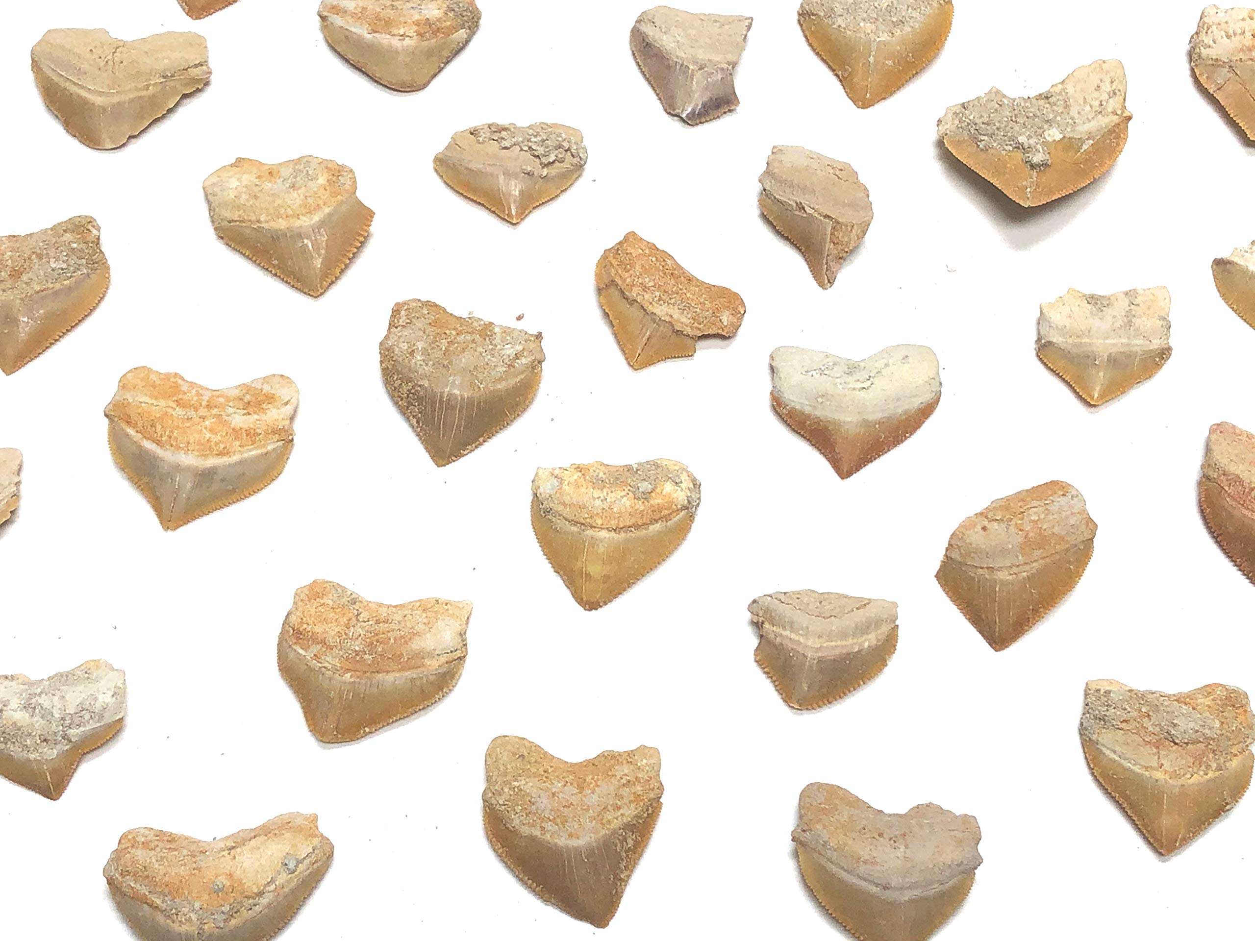 Zentron Crystal Collection Corax Shark Teeth Squalicorax Fossil Tooth 1" (10)