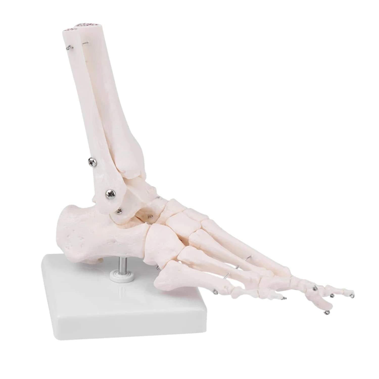 LYOU Human Foot Skeletal Model, Anatomical Model of Foot Bones with Fibula, Tibia, Tarsus, Metatarsal and Phalanges, Wire Articulation Designed to Simulate Natural Motion