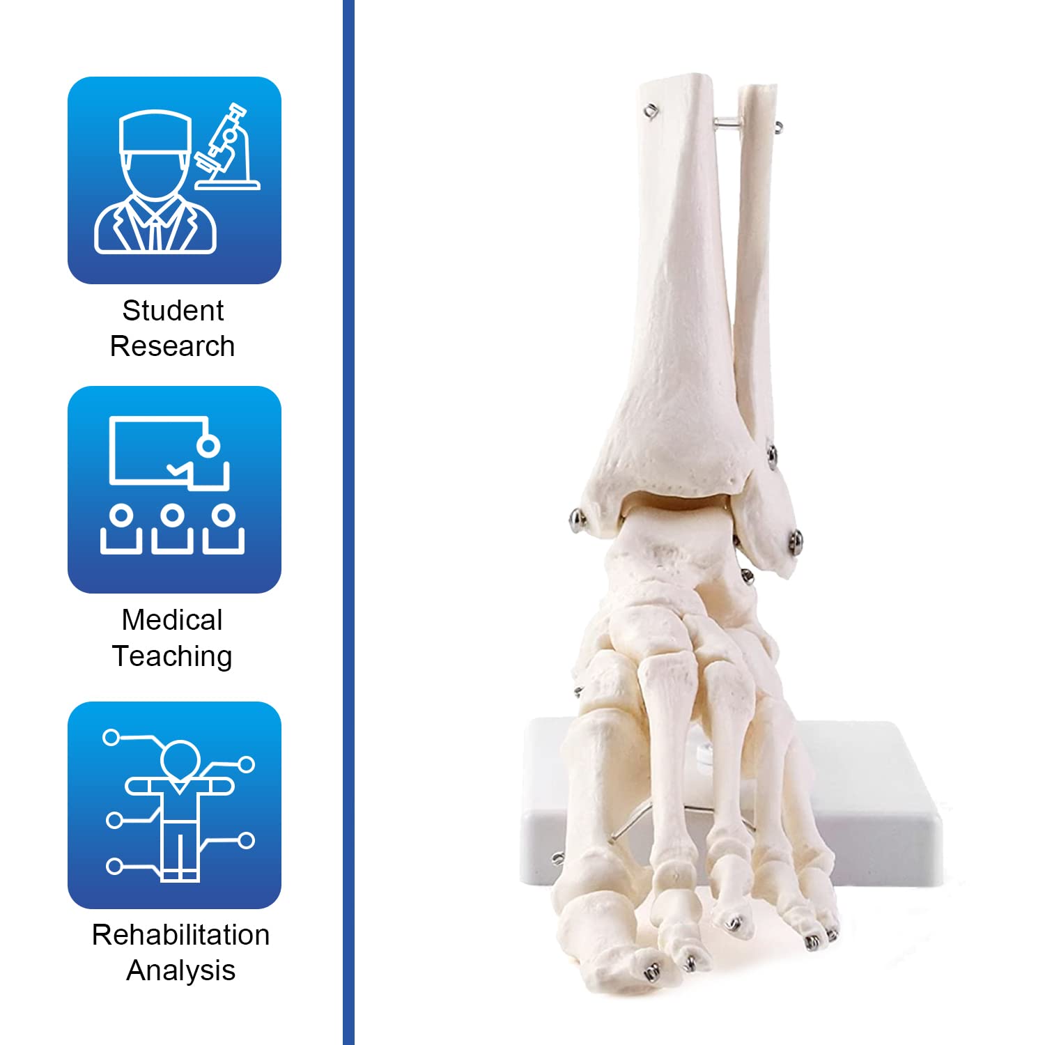 LYOU Human Foot Skeletal Model, Anatomical Model of Foot Bones with Fibula, Tibia, Tarsus, Metatarsal and Phalanges, Wire Articulation Designed to Simulate Natural Motion