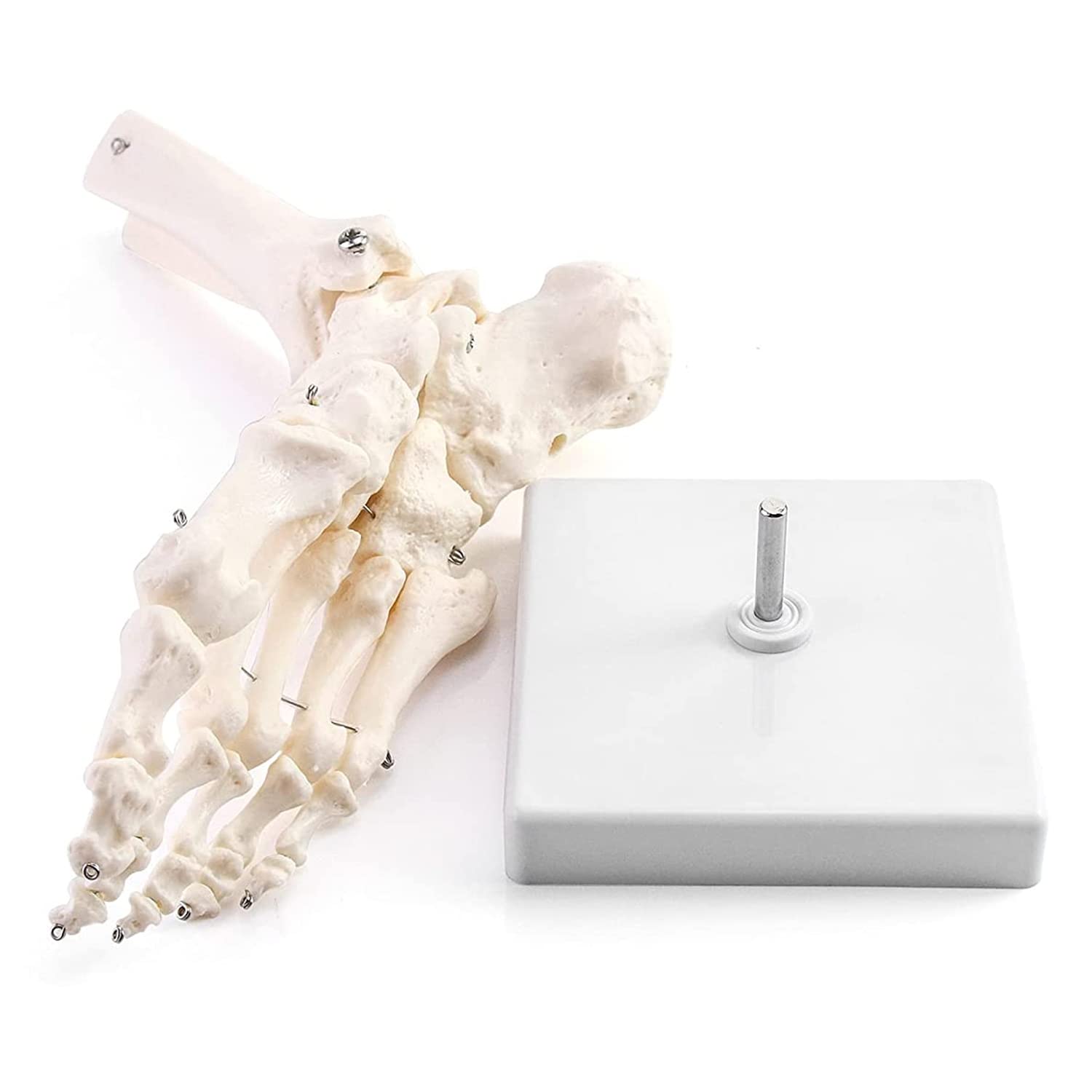 LYOU Human Foot Skeletal Model, Anatomical Model of Foot Bones with Fibula, Tibia, Tarsus, Metatarsal and Phalanges, Wire Articulation Designed to Simulate Natural Motion