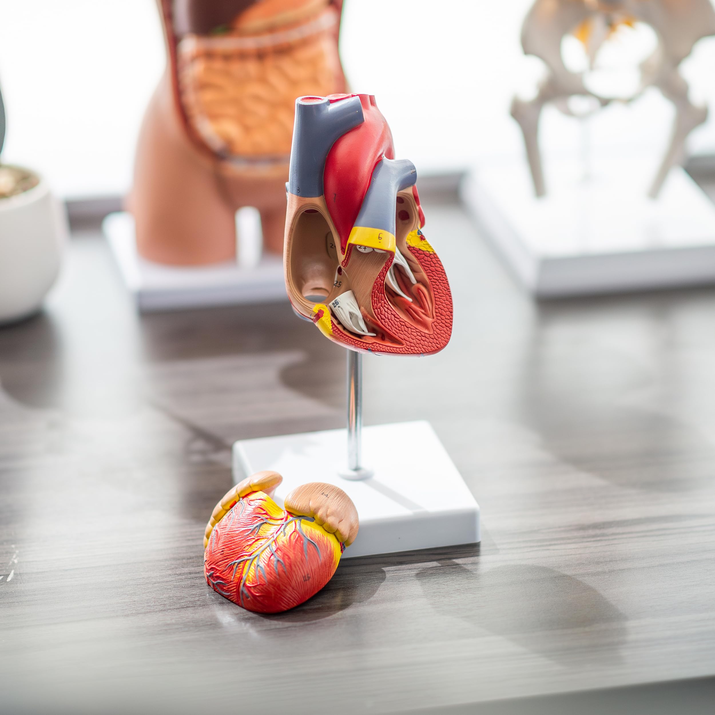 MonMed Anatomical Heart Model, Human Heart Anatomy Model – 2 Part Heart Models Anatomy Life Size Medical Heart Model