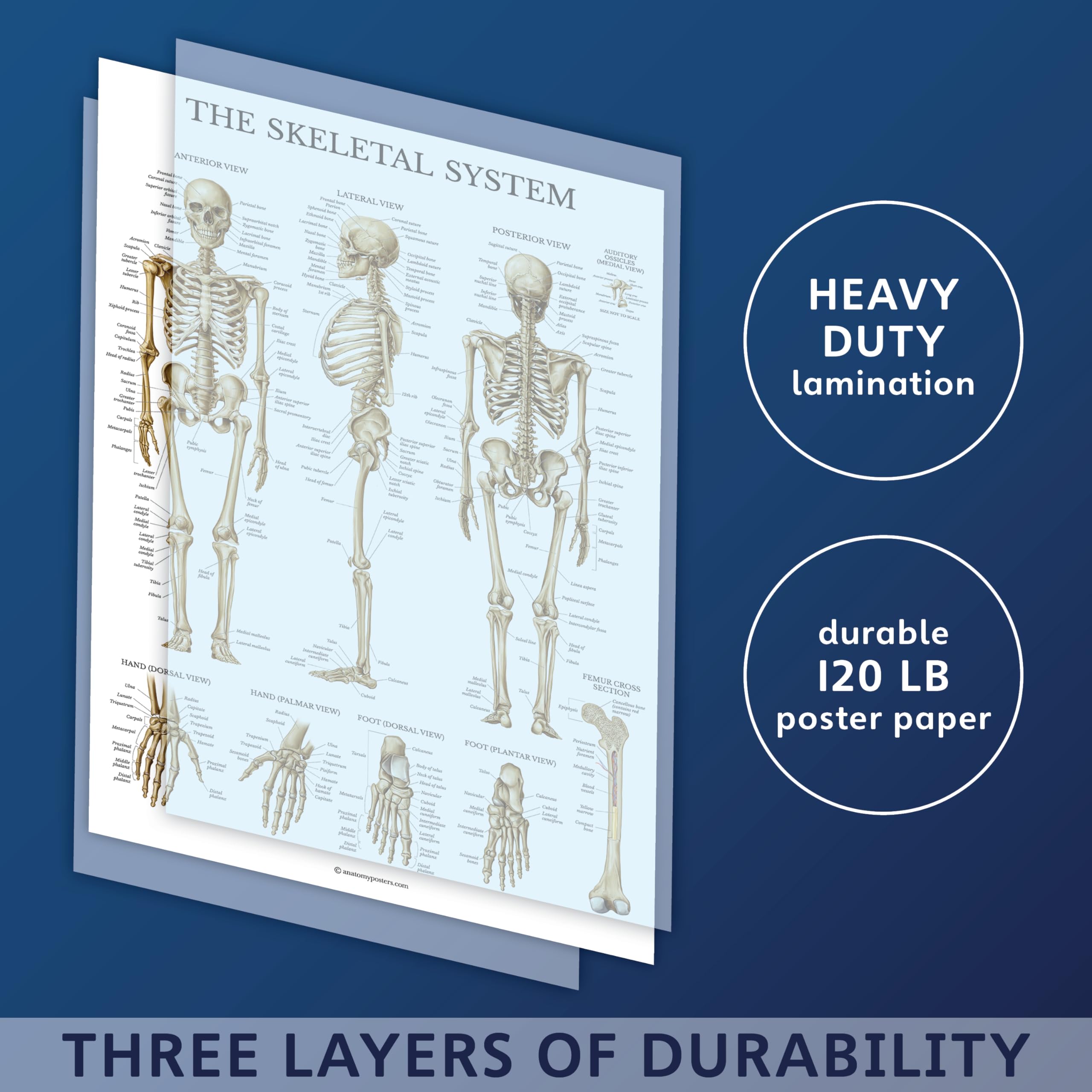 Palace Learning 3 Pack: Muscular System + Skeletal System + Anatomy of the Spine Poster Set - Set of 3 Anatomical Charts - Laminated - 18" x 27"