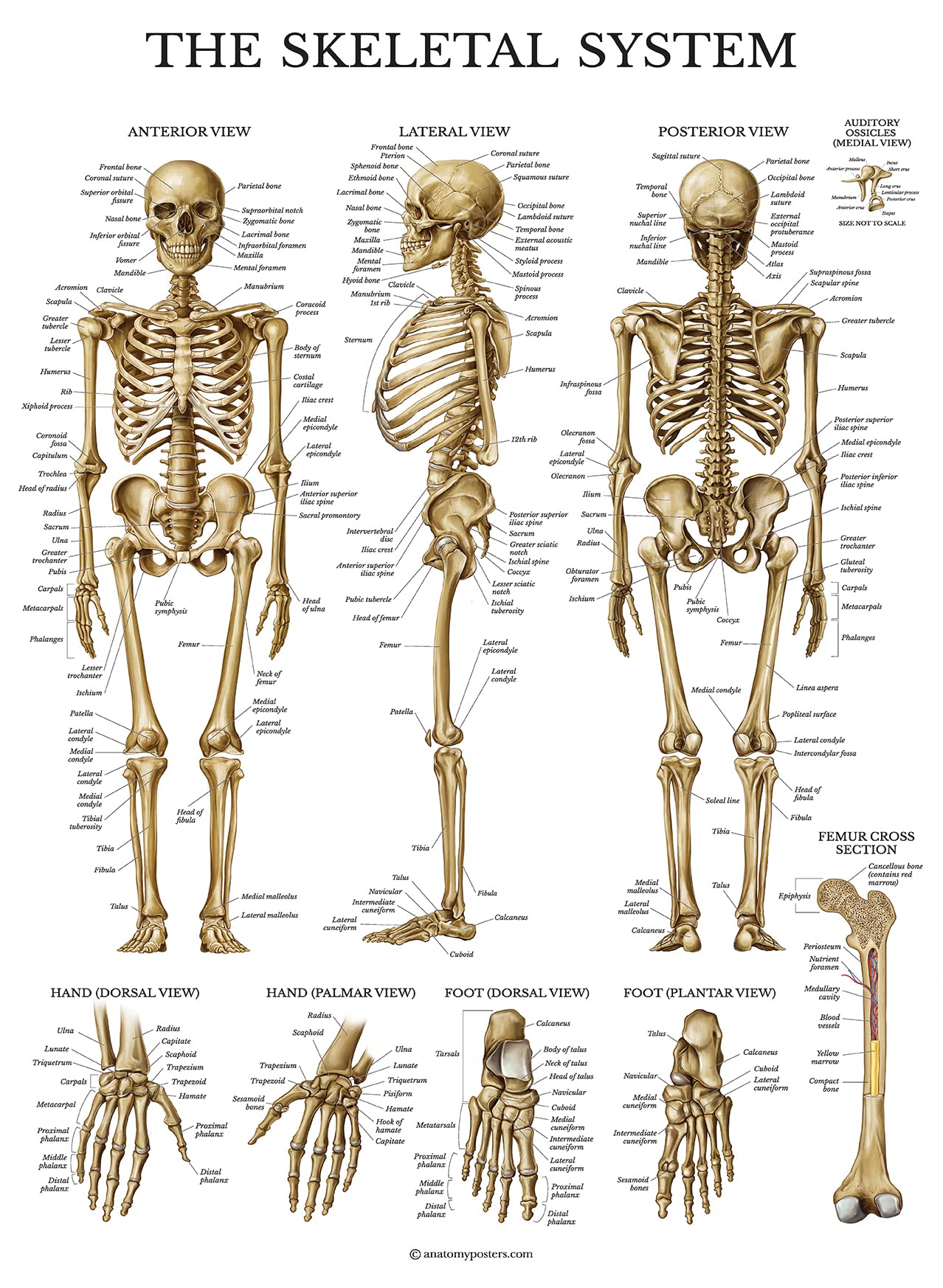 Palace Learning 3 Pack: Muscular System + Skeletal System + Anatomy of the Spine Poster Set - Set of 3 Anatomical Charts - Laminated - 18" x 27"