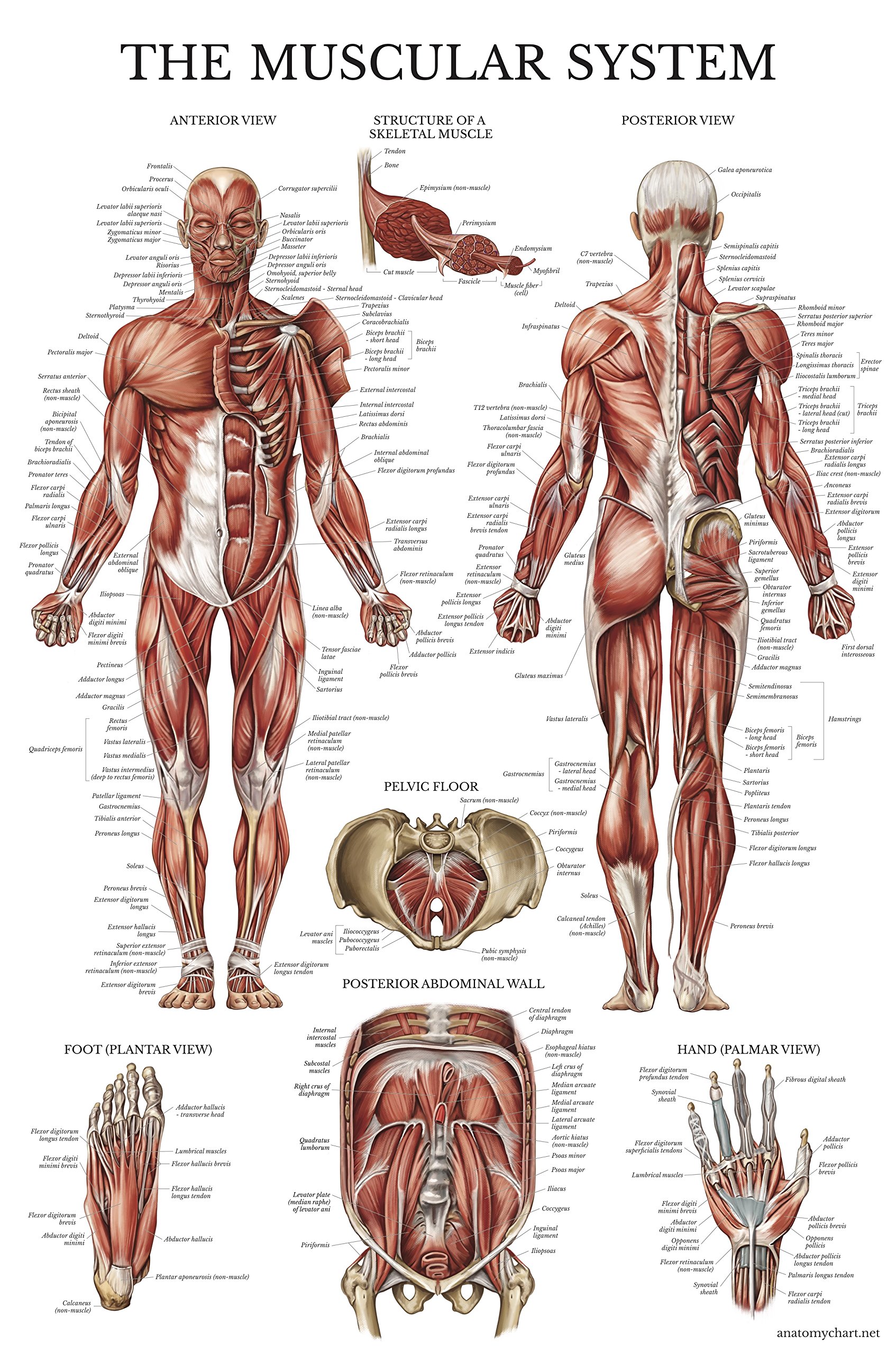 Palace Learning 3 Pack: Muscular System + Skeletal System + Anatomy of the Spine Poster Set - Set of 3 Anatomical Charts - Laminated - 18" x 27"