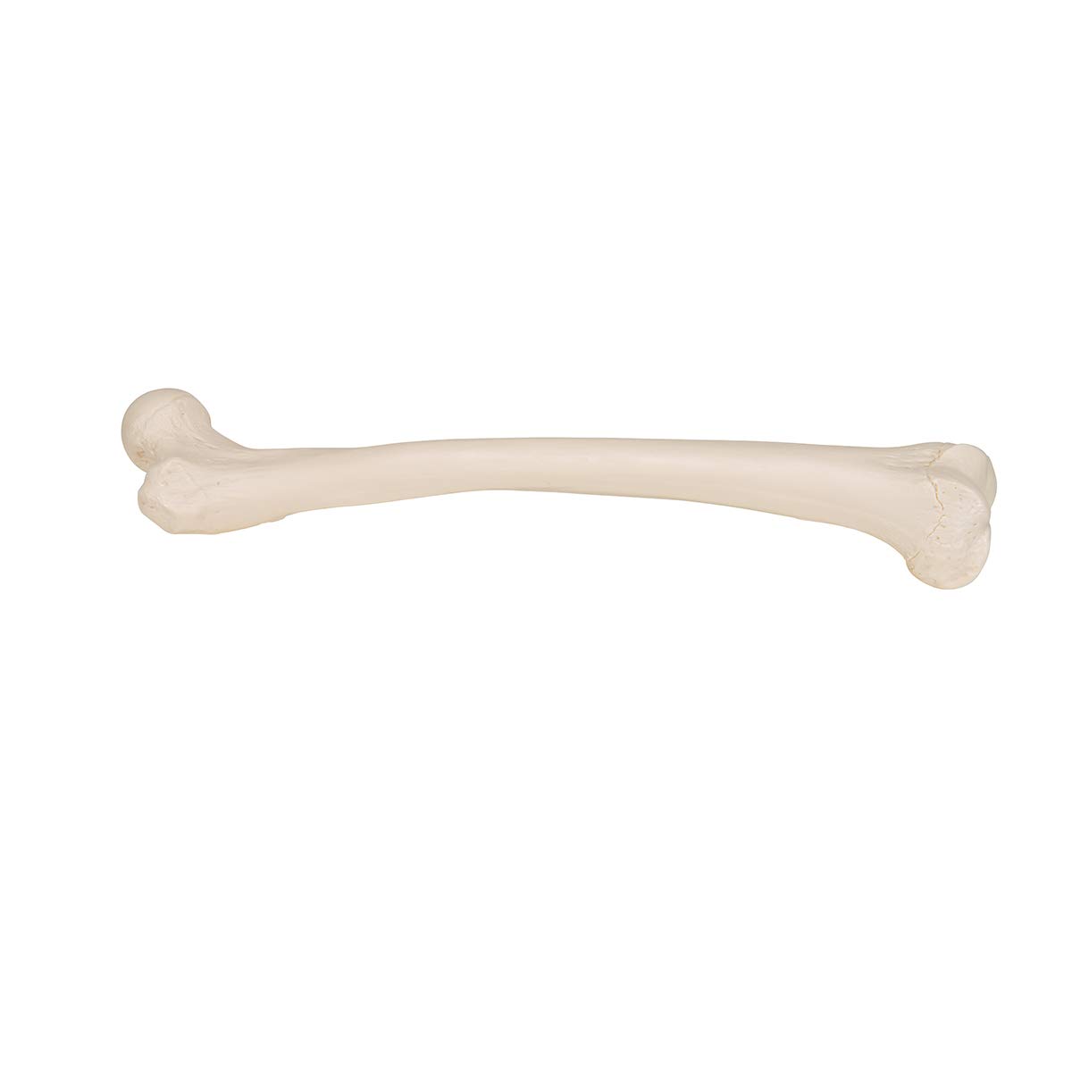 3B Scientific A35/1 Femur - 3B Smart Anatomy