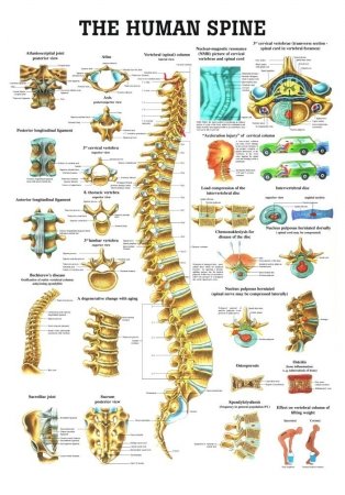 Anatomical Worldwide CH07 The Human Spine Laminated Anatomy Chart