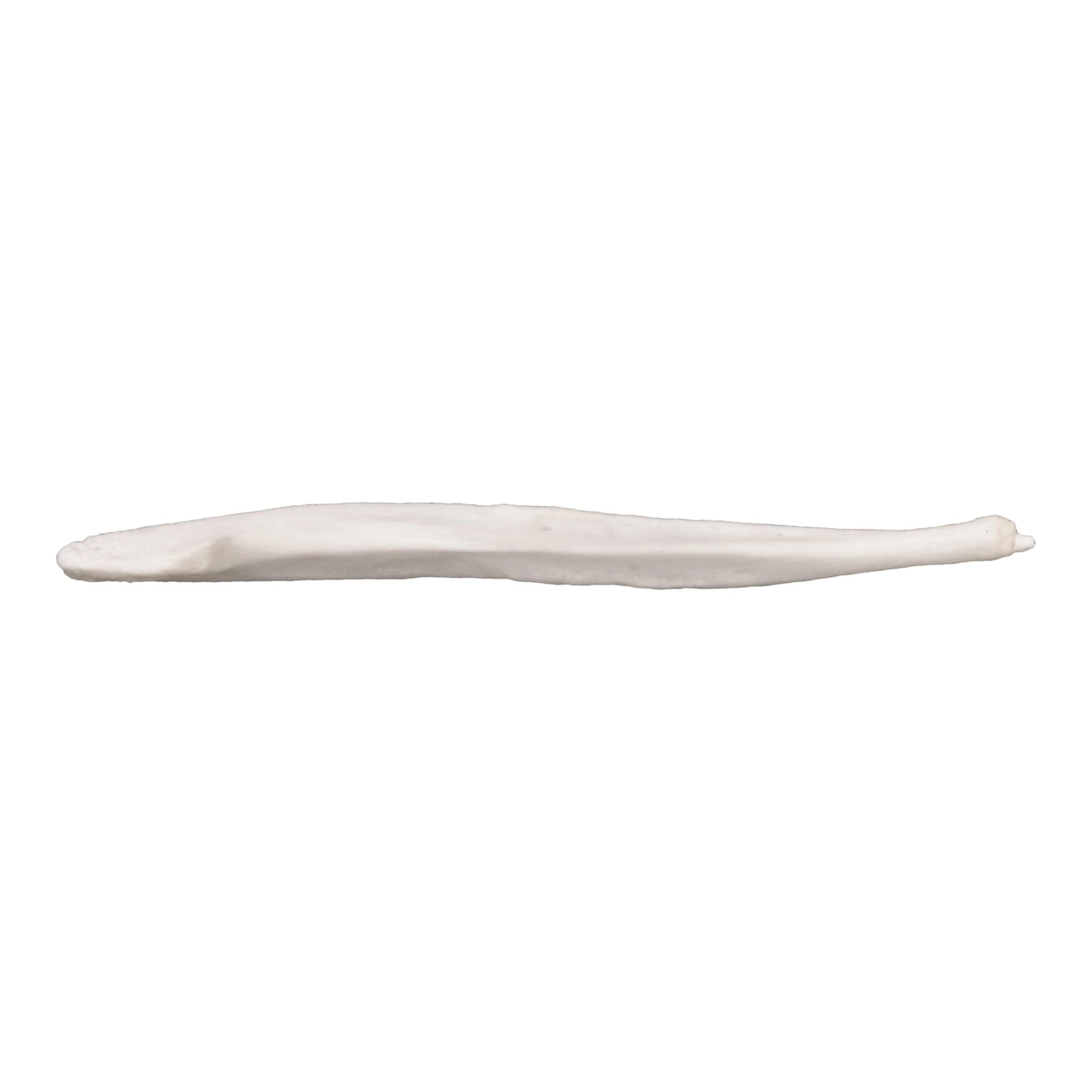 Coyote Baculum (7cm) (Natural Bone)