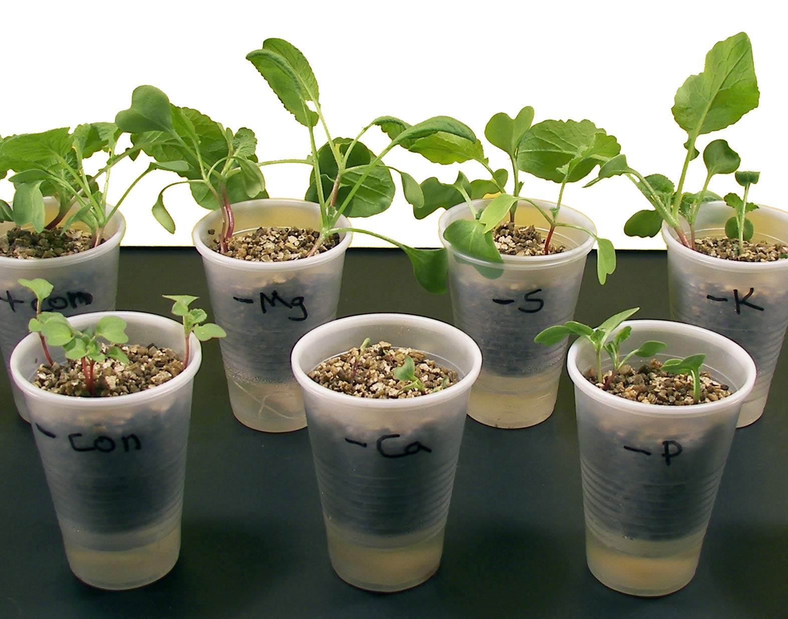 Plant Food: Nutrient Deficiency in Plants - Explore The Different Effects of Nutrient Deprivation in Plants - Small Group Learning - Experiment Kit - Innovating Science