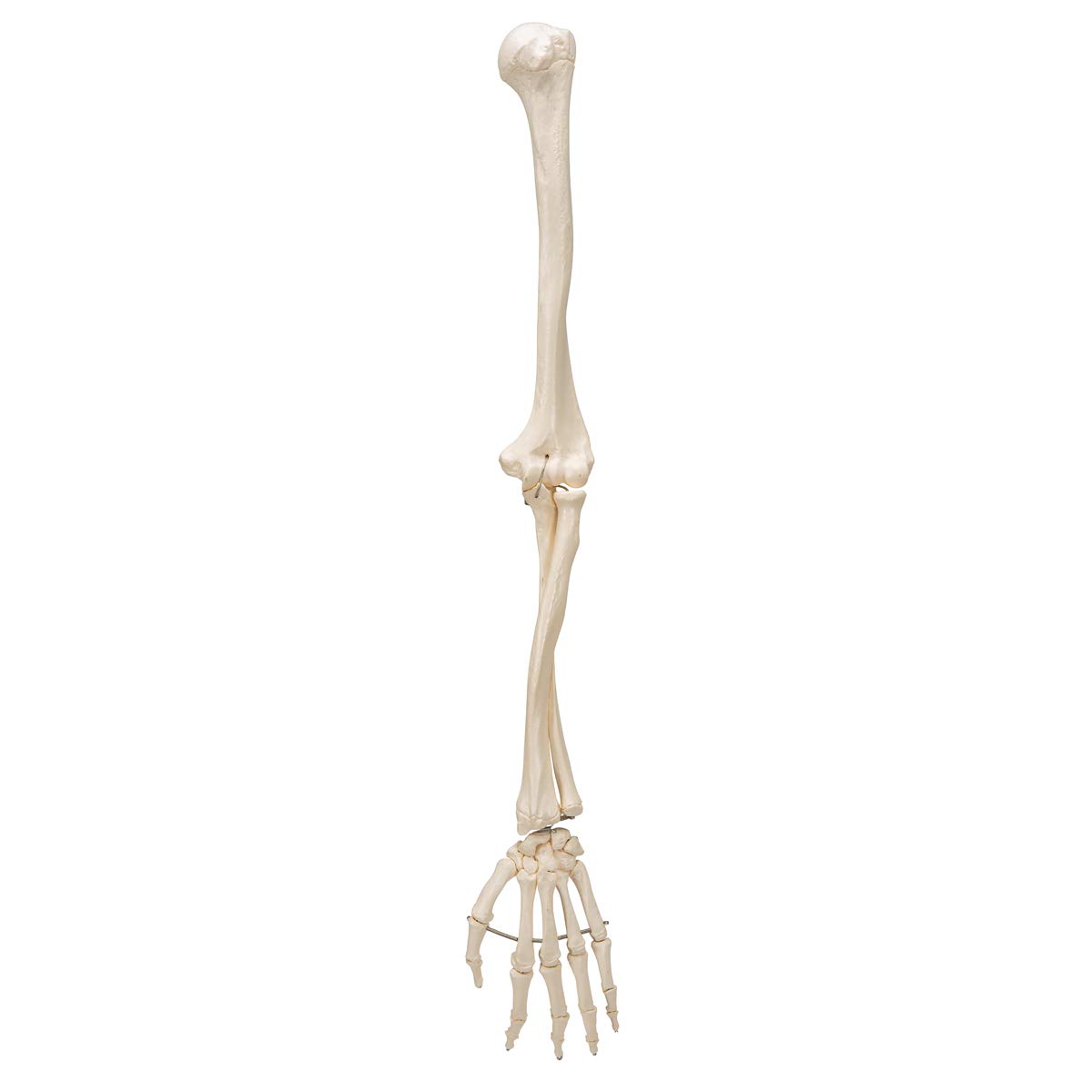 3B Scientific A45 Arm Skeleton - 3B Smart Anatomy
