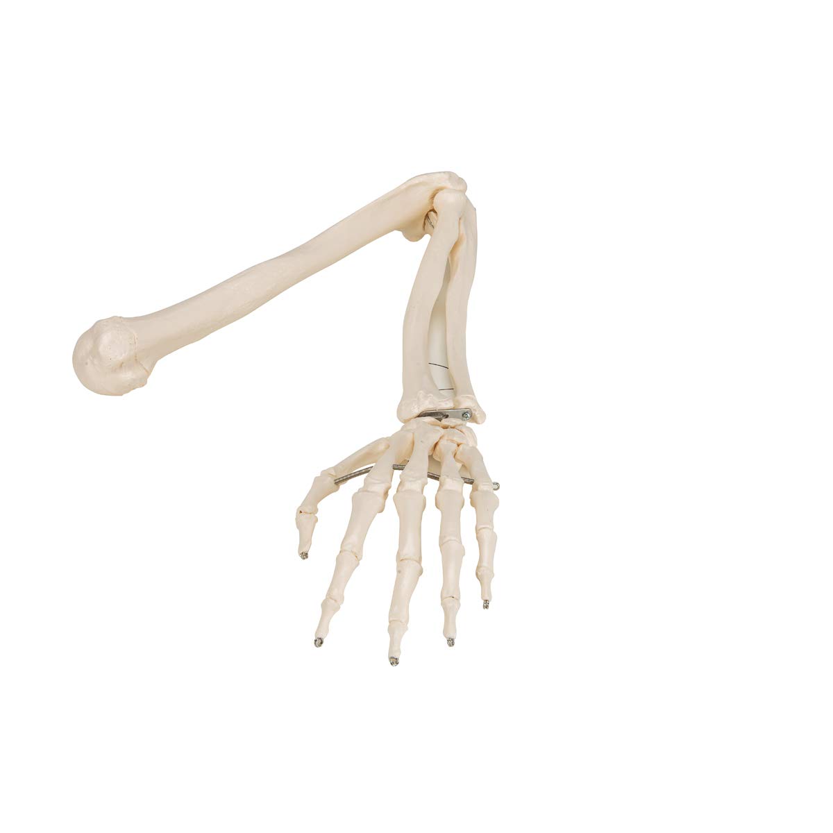 3B Scientific A45 Arm Skeleton - 3B Smart Anatomy